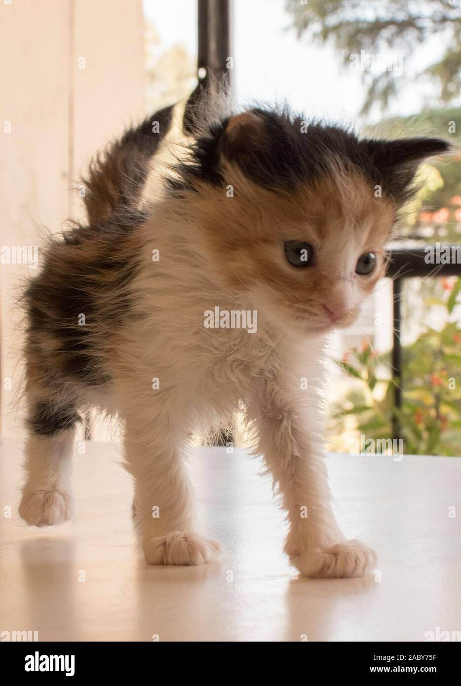 Mascota gatito hi-res stock photography and images - Alamy