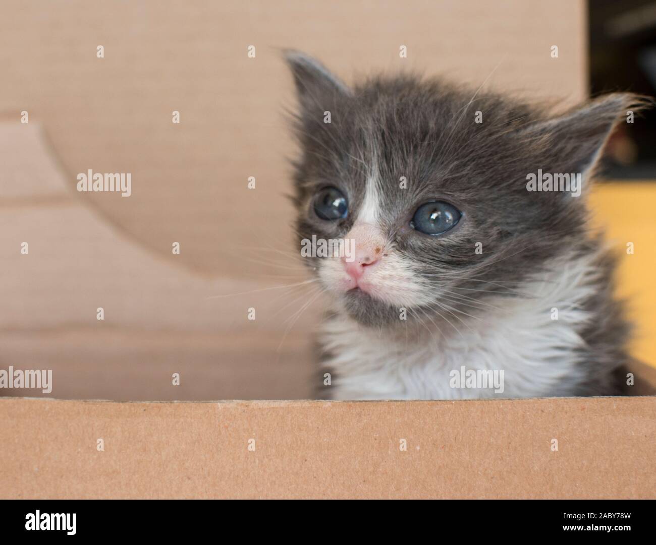 Gato animal felino mascota hi-res stock photography and images - Alamy