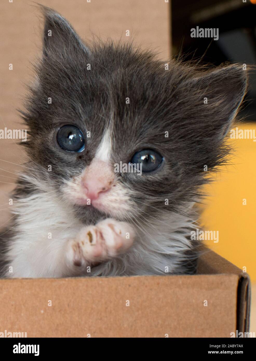 Gato felino hi-res stock photography and images - Alamy