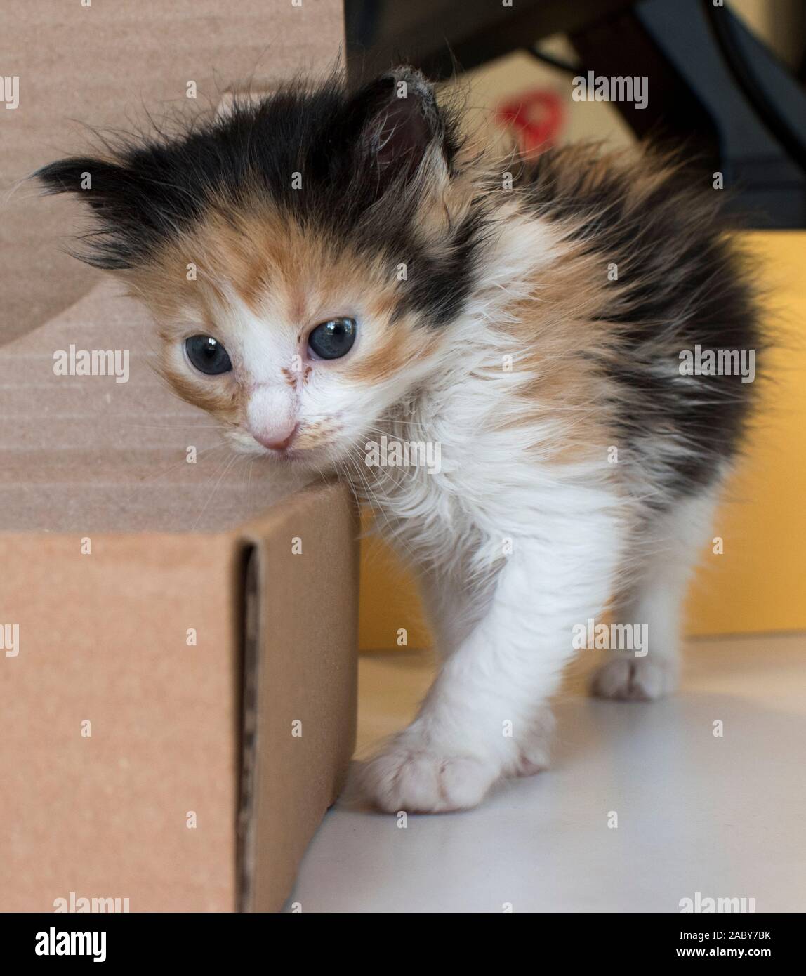 Little kitten hi-res stock photography and images - Alamy