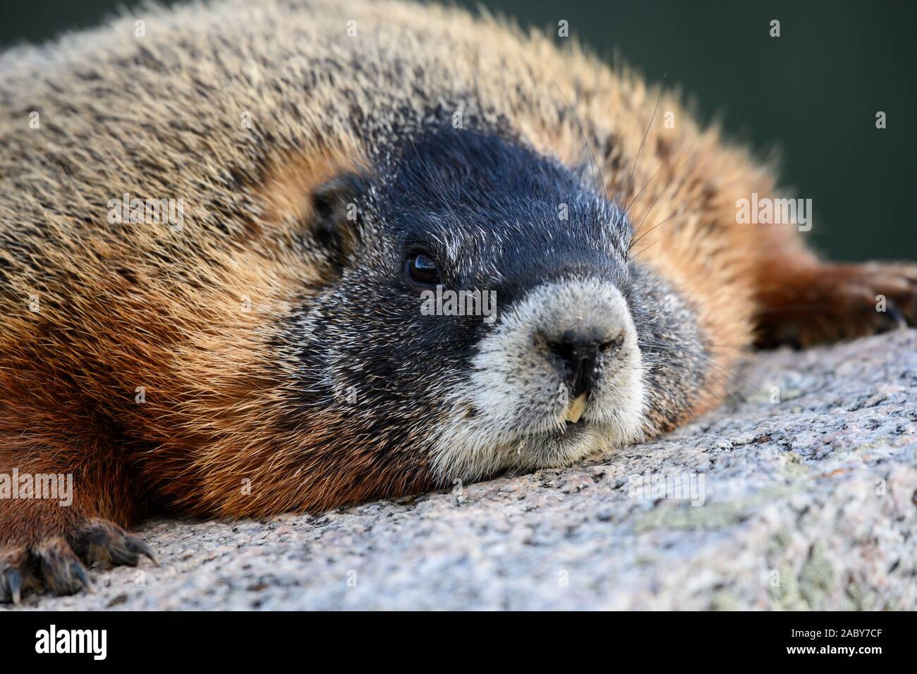 Rests head hi-res stock photography and images - Alamy