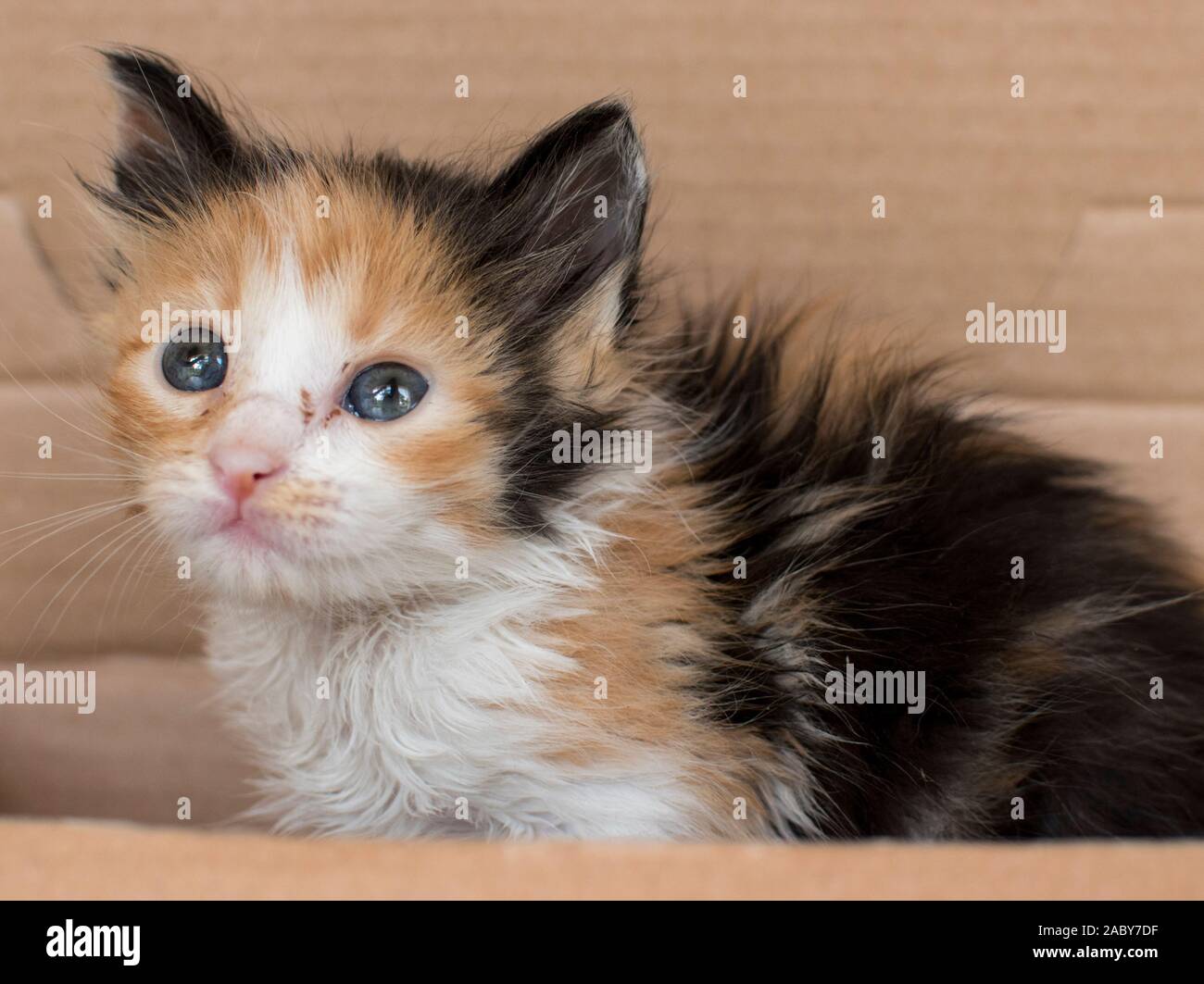 Mascota gatito hi-res stock photography and images - Alamy
