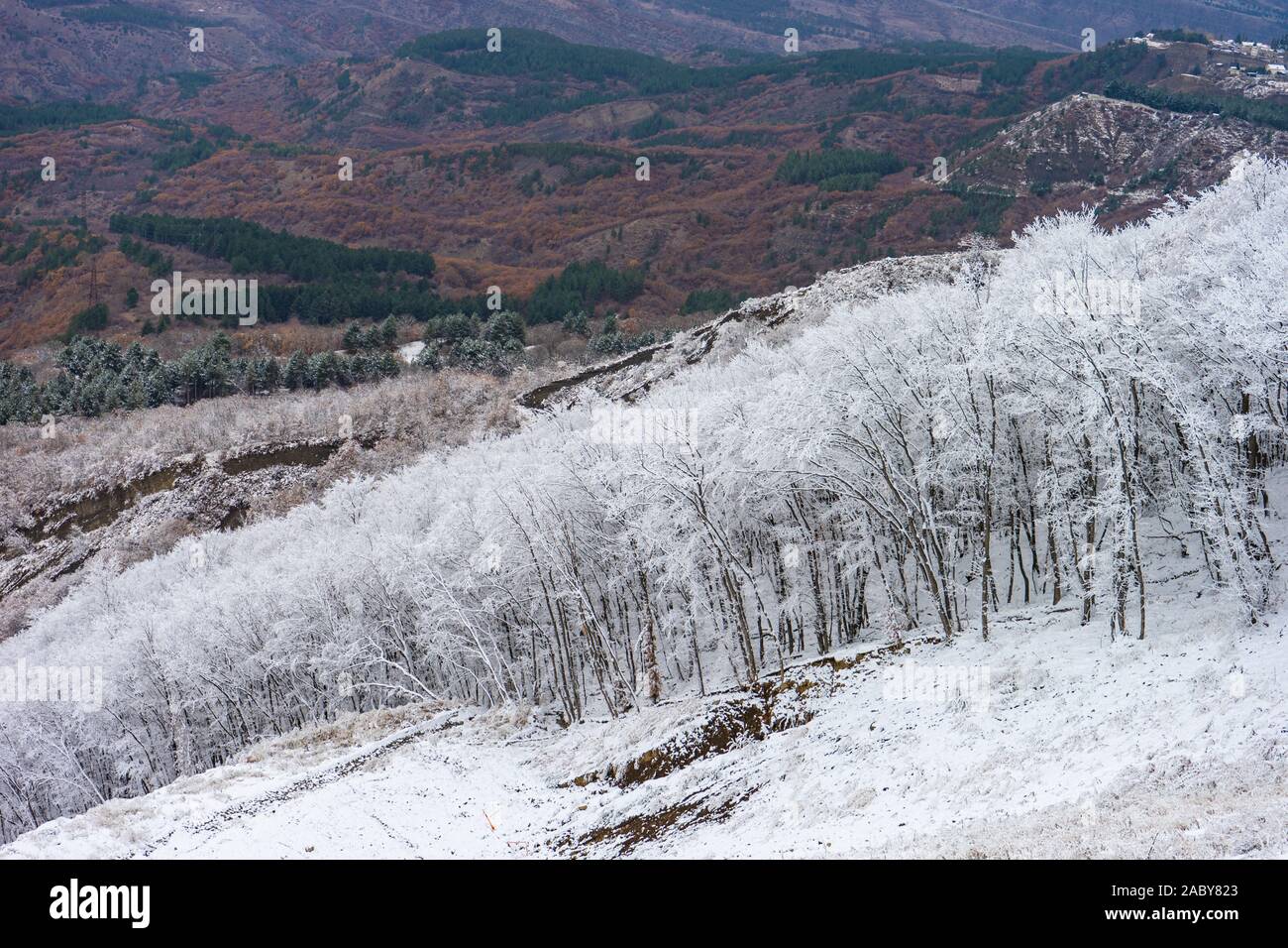 Winter snowy landscape in Tbilisi's suburb Tskneti with pine trees ...