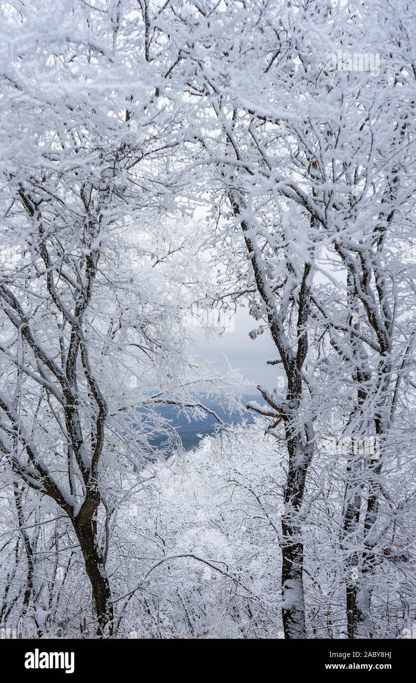 Winter snowy landscape in Tbilisi's suburb Tskneti with pine trees ...