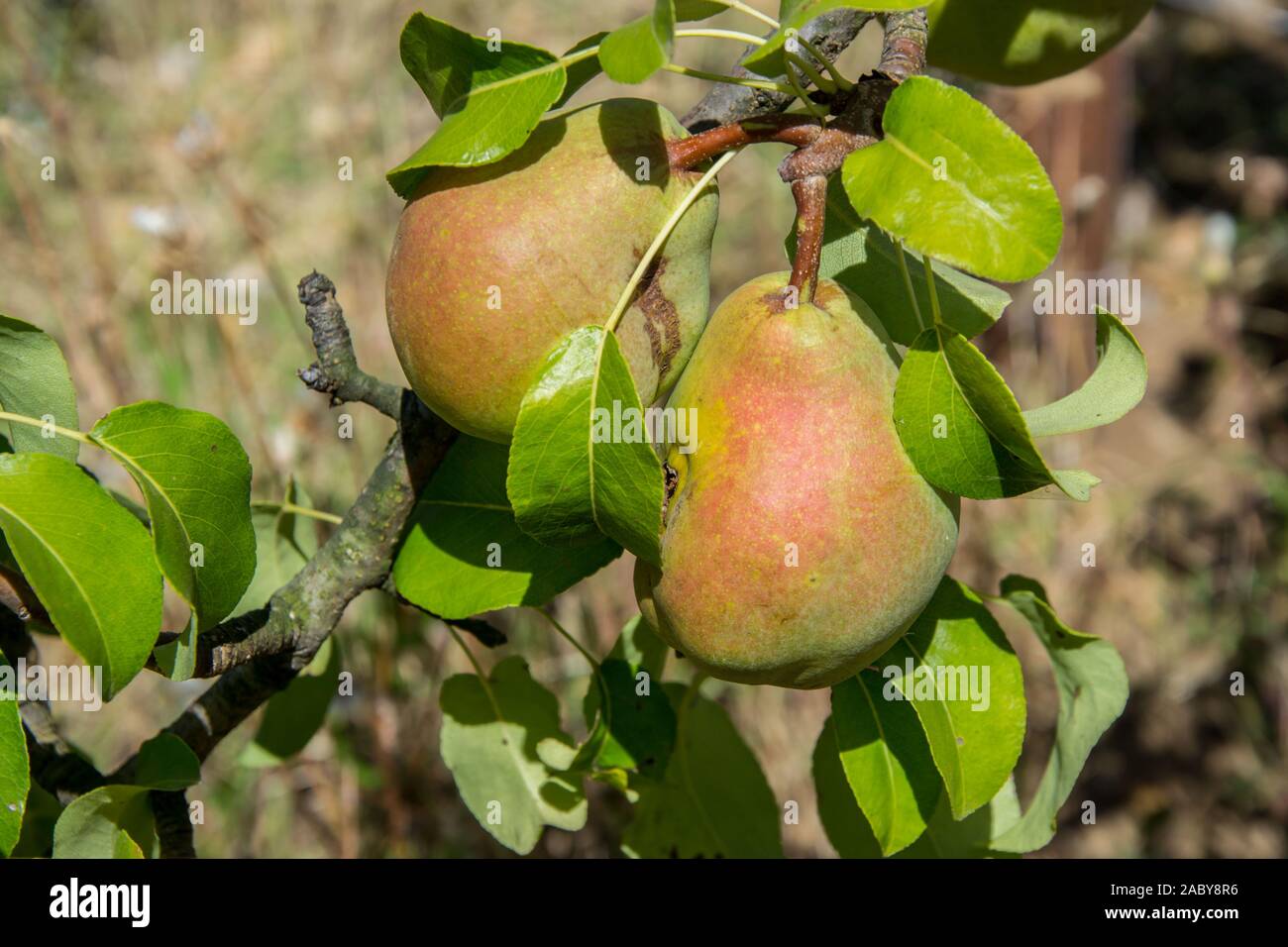 Pears on a tree's branch in the garden, ripe fruits, agriculture ...
