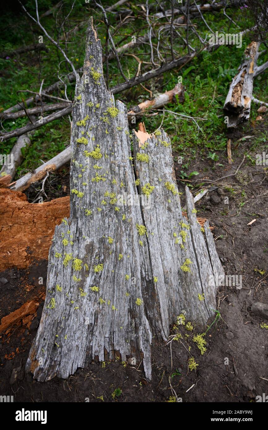 Log chunks hi-res stock photography and images - Alamy