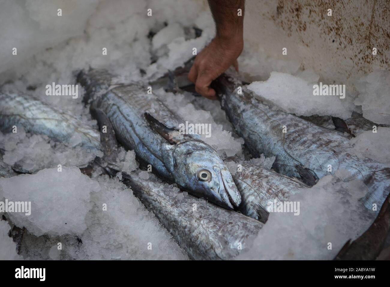 Fish market tehran iran hi-res stock photography and images - Alamy