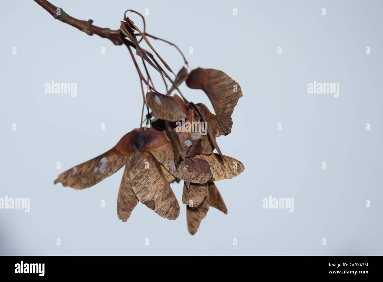 Autumn. Ripe seeds on a maple tree branch Stock Photo - Alamy