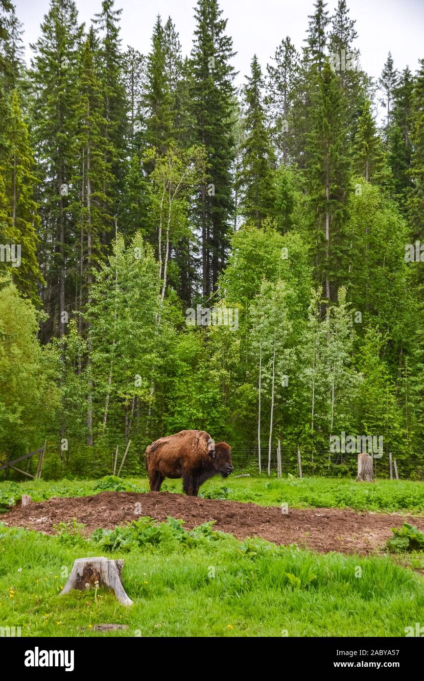 Rocky Mountain Buffalo Ranch Stock Photo - Alamy