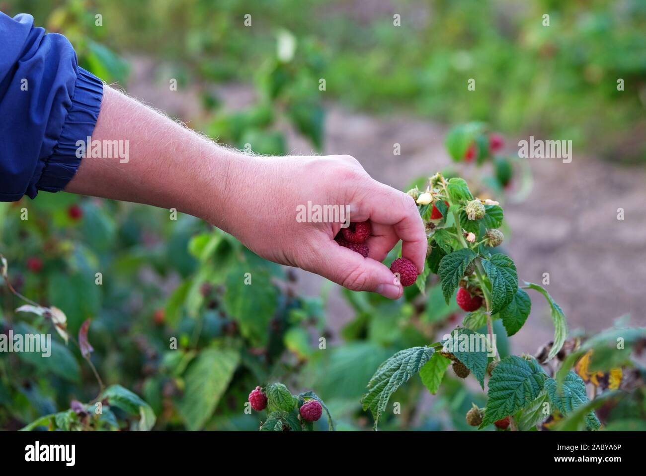 Hands picking sweet raspberry, berry harvest. Worker in work on ...