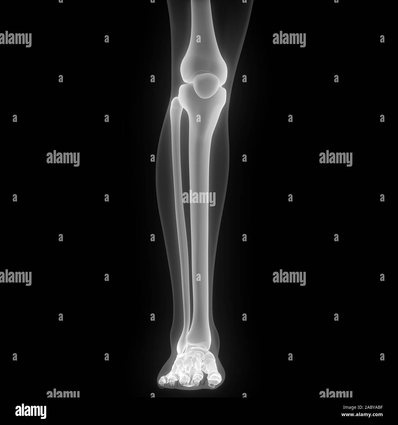 Human Skeleton System Bone Joints Anatomy X-ray 3D rendering Stock ...