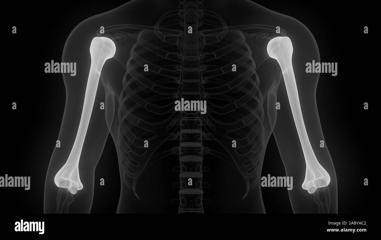 Human Skeleton System Bone Joints Anatomy X-ray 3D rendering Stock ...