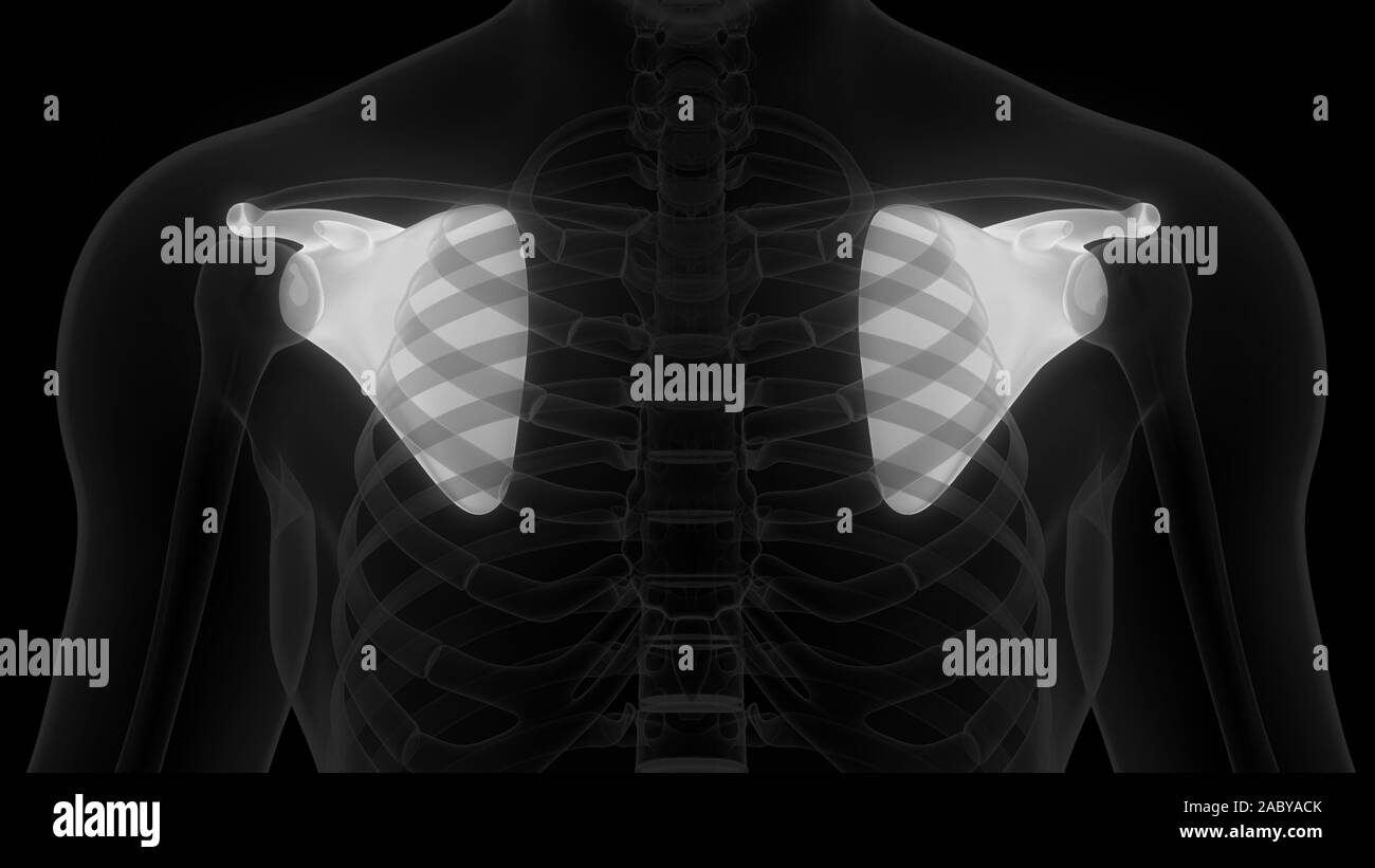 Human Skeleton System Bone Joints Anatomy X-ray 3D rendering Stock ...