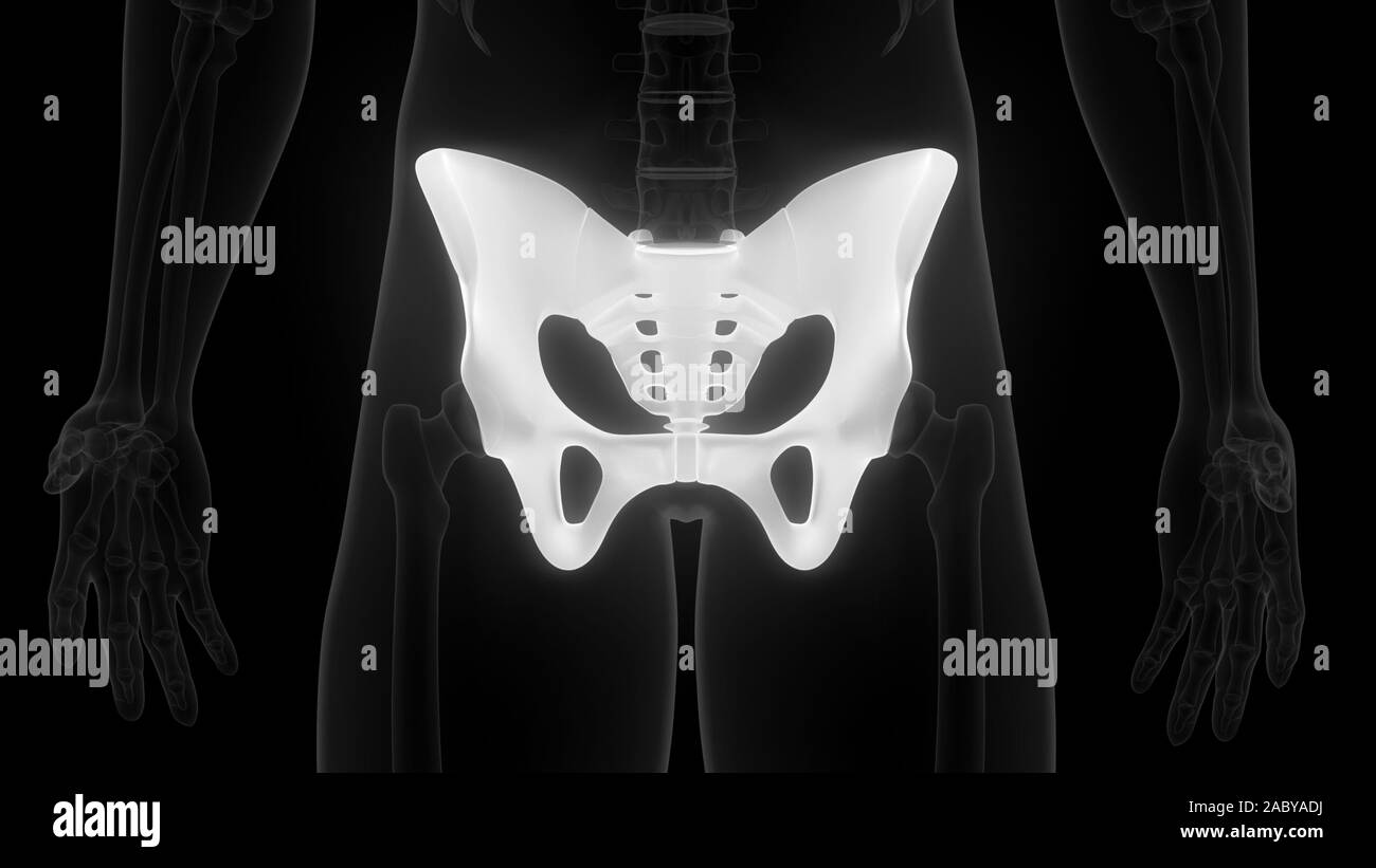 Human Skeleton System Bone Joints Anatomy X-ray 3D rendering Stock ...