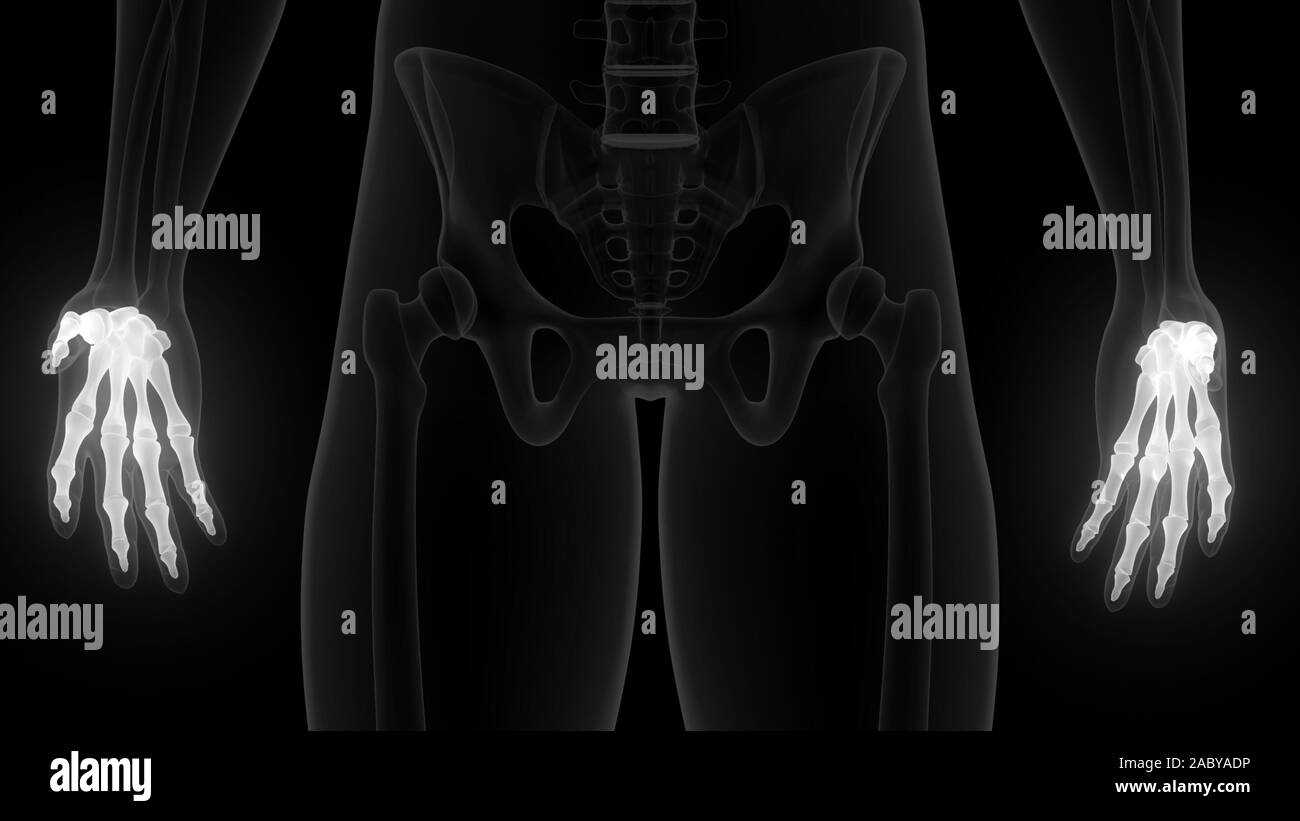 Human Skeleton System Bone Joints Anatomy X-ray 3D rendering Stock ...