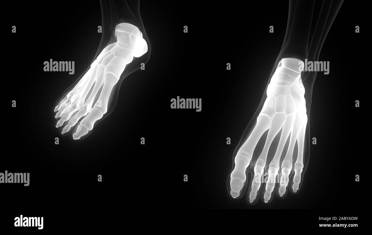 Human Skeleton System Bone Joints Anatomy X-ray 3D rendering Stock ...