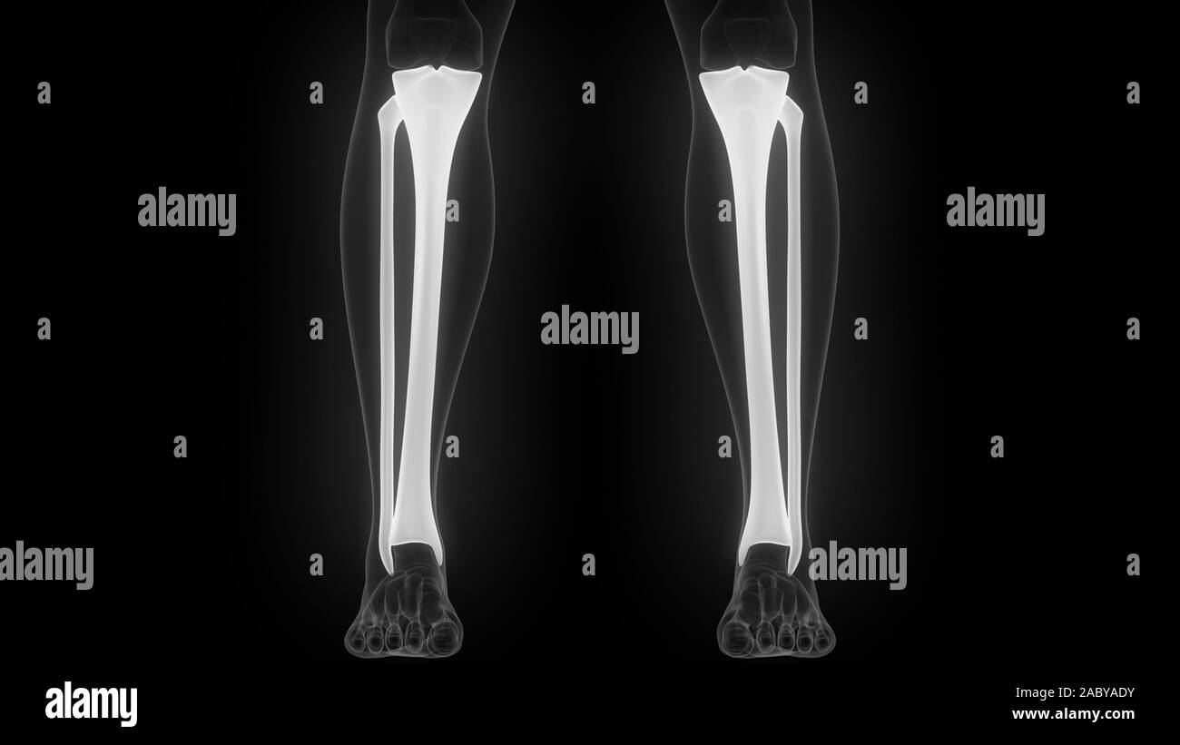 Human Skeleton System Bone Joints Anatomy X-ray 3D rendering Stock ...