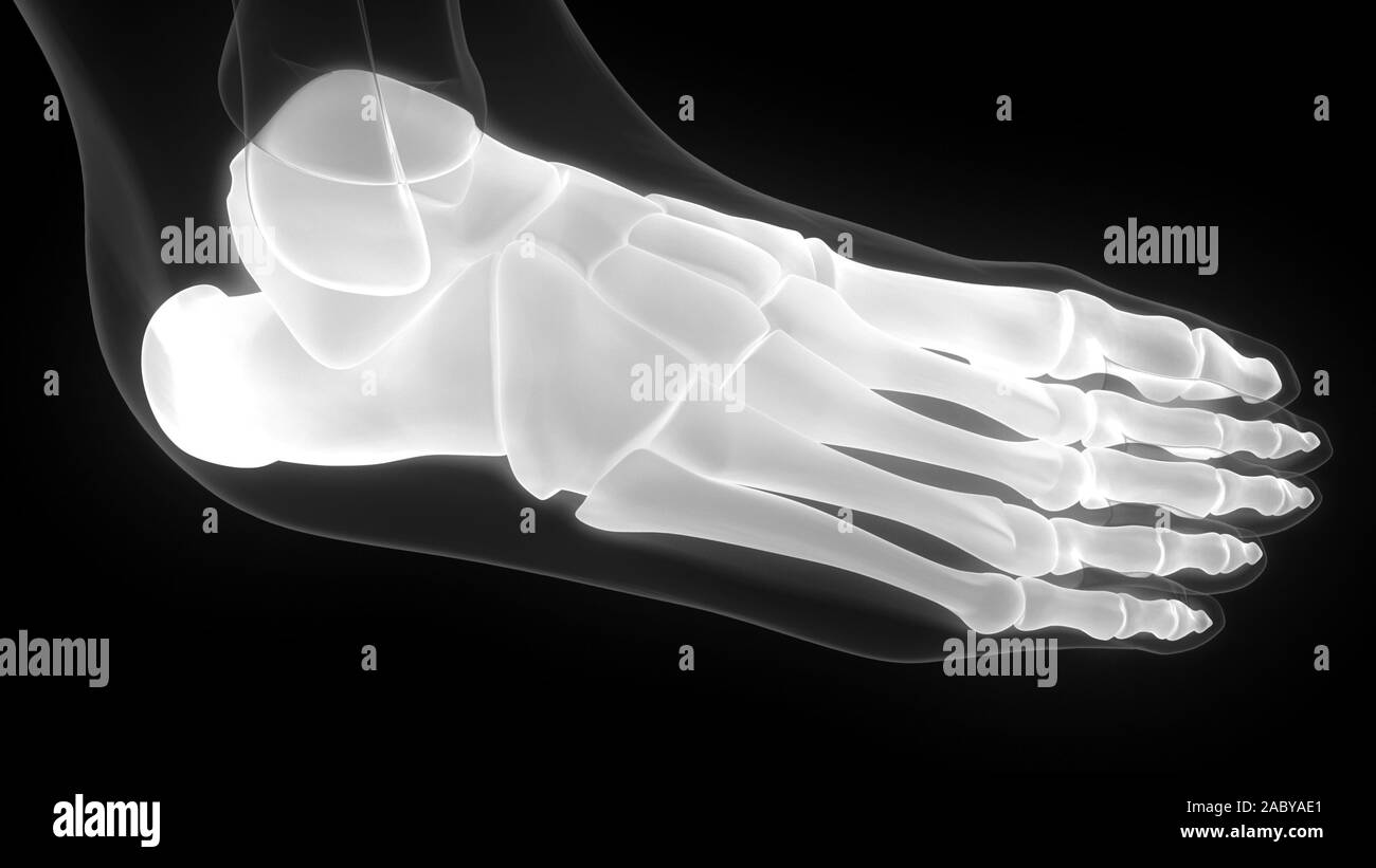 Human Skeleton System Bone Joints Anatomy X-ray 3D rendering Stock ...