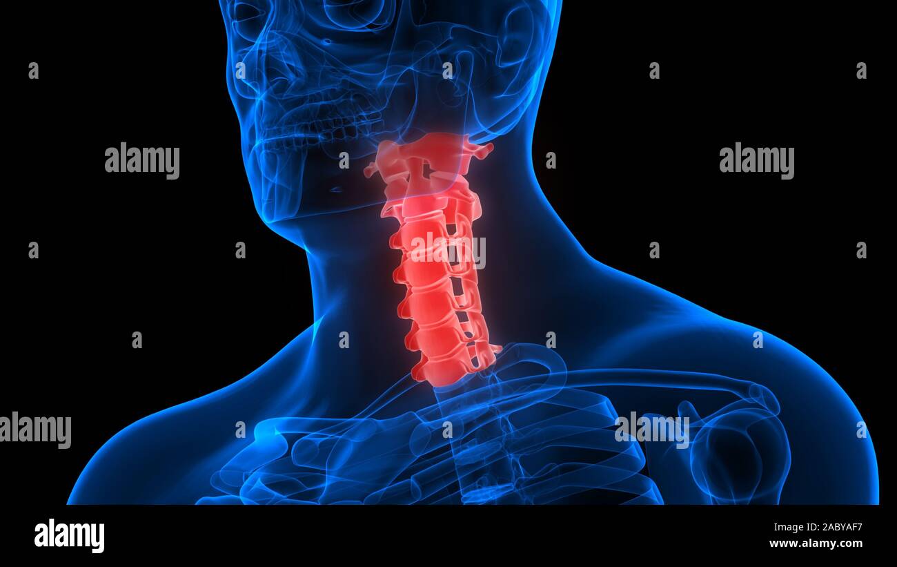 Vertebral Column Cervical Vertebrae of Human Skeleton System Anatomy x-ray 3D Rendering Stock ...