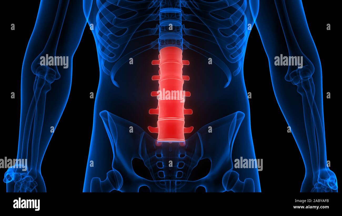 Anatomy of lumbar spine High Resolution Stock Photography and Images ...