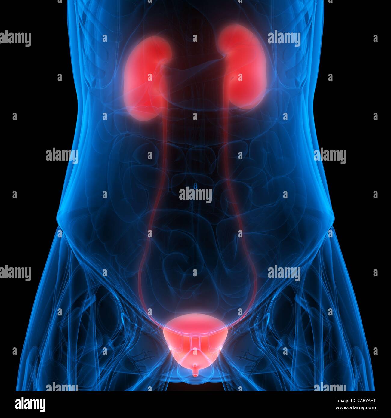 Human Internal Organs Urinary System Kidneys with Bladder Anatomy. 3D ...
