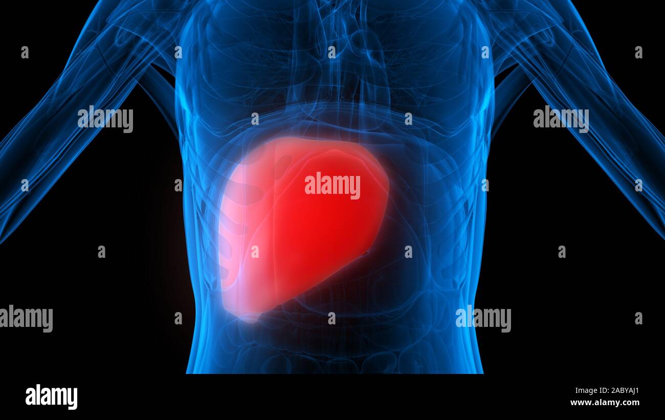 Liver a Part of Human Digestive System Anatomy X-ray 3D rendering Stock ...