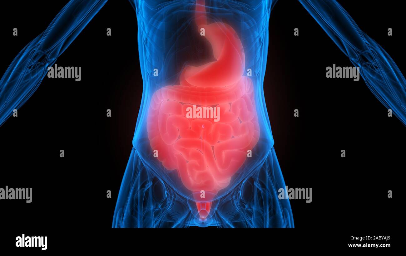 Human Internal Organs Digestive System Anatomy. 3D Stock Photo - Alamy