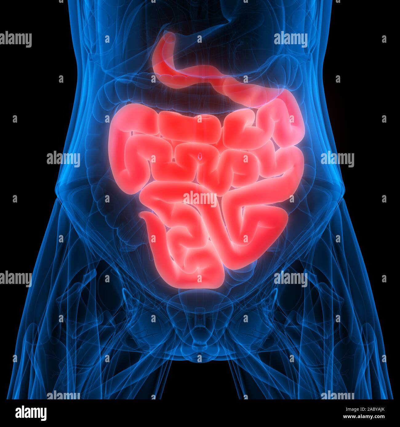 Human Internal Organs Digestive System Anatomy. 3D Stock Photo - Alamy