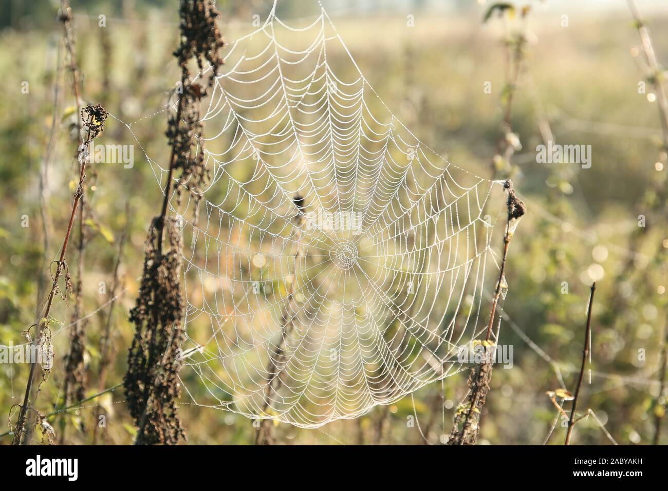 Spider web sun hi-res stock photography and images - Alamy