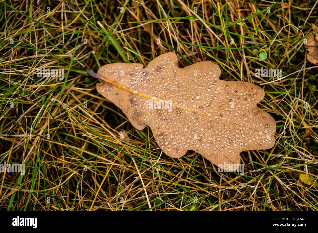 Oak leaf fallen water droplet hi-res stock photography and images - Alamy