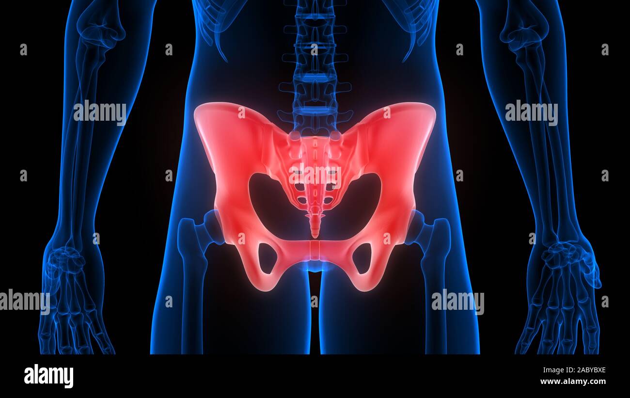 Human Skeleton System Bone Joints Anatomy X-ray 3D rendering Stock ...