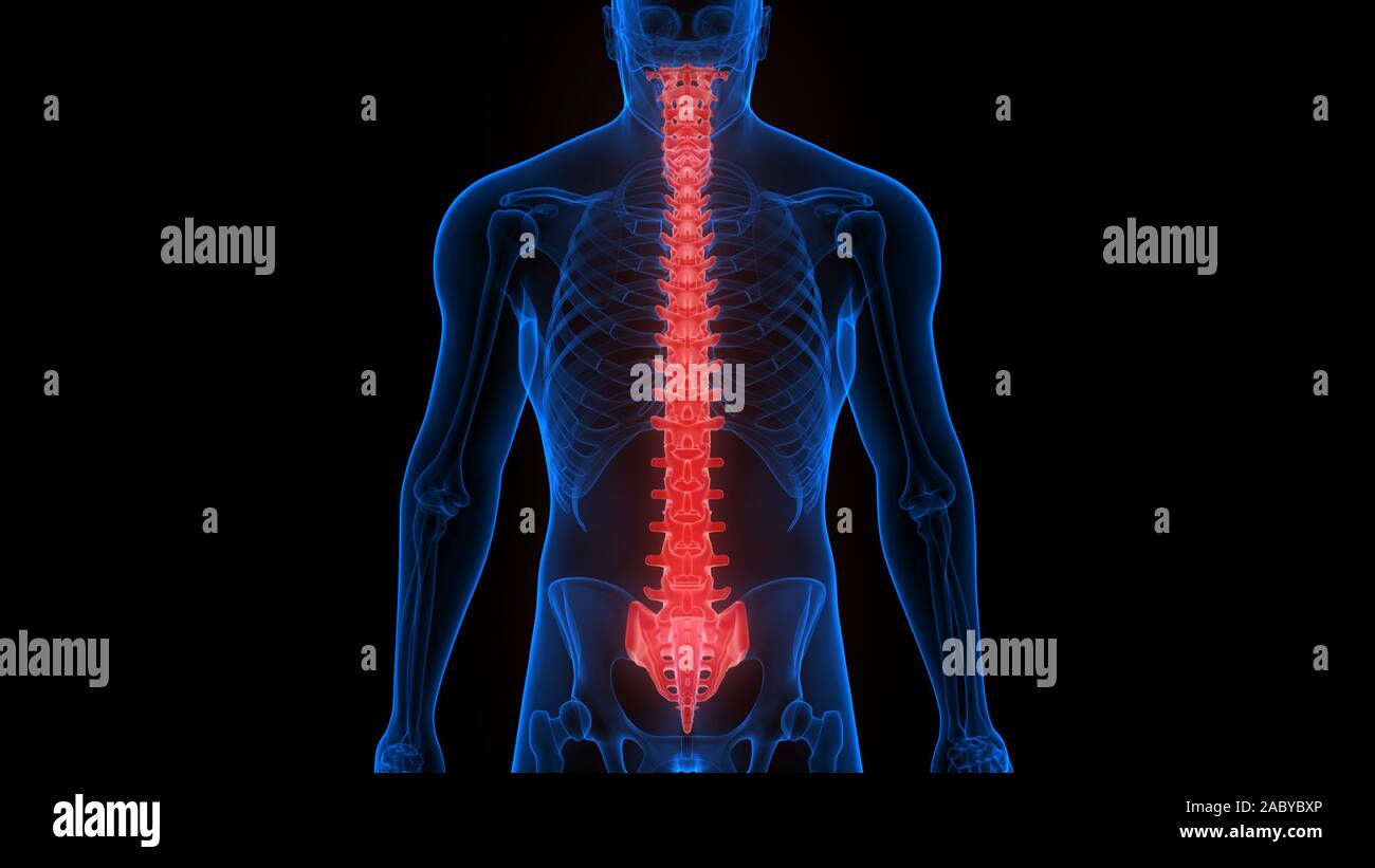 Vertebral Column of Human Skeleton System Anatomy x-ray 3D Rendering ...