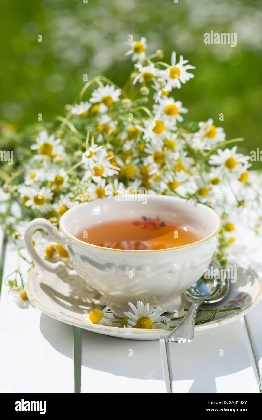 Chamomile flower tea with fresh chamomile Stock Photo - Alamy