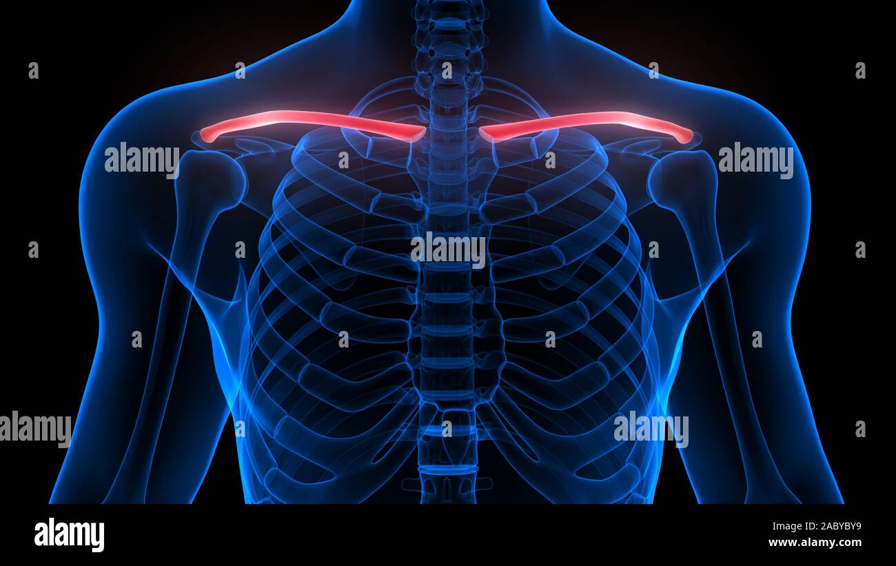 Human Skeleton System Bone Joints Anatomy X-ray 3D rendering Stock ...