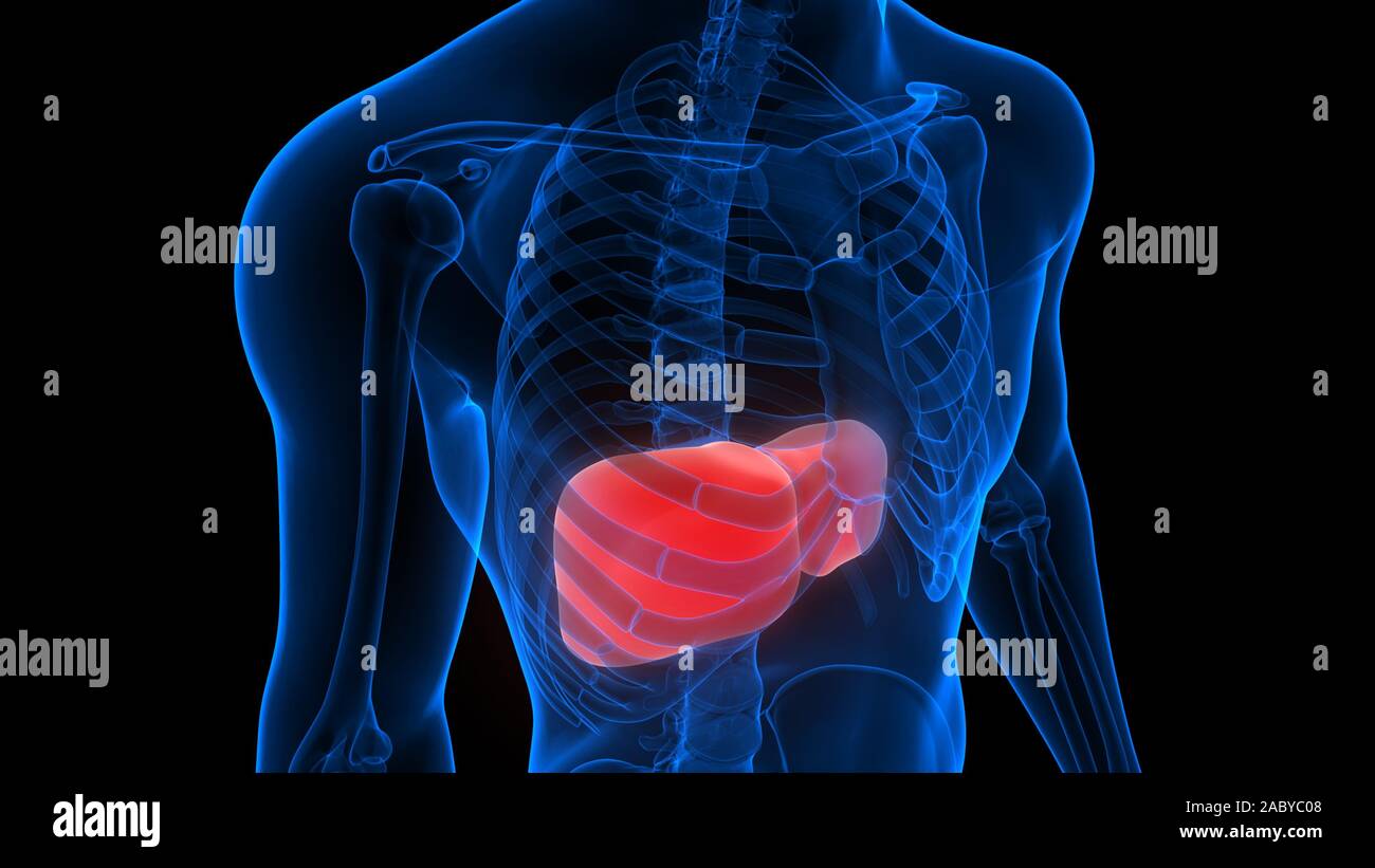 Liver a Part of Human Digestive System Anatomy X-ray 3D rendering Stock ...