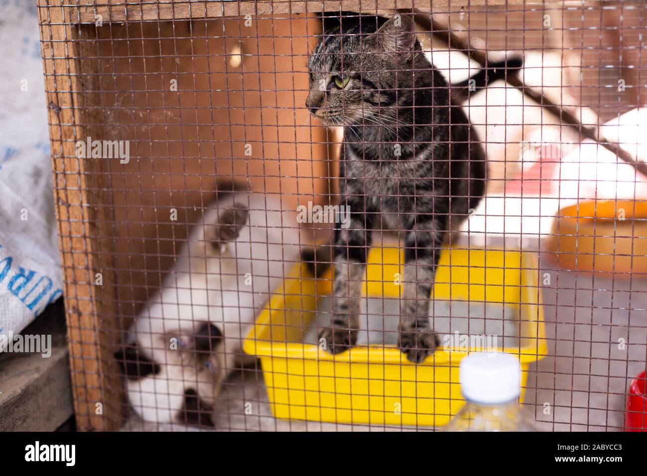 Cat inside the cage Stock Photo - Alamy