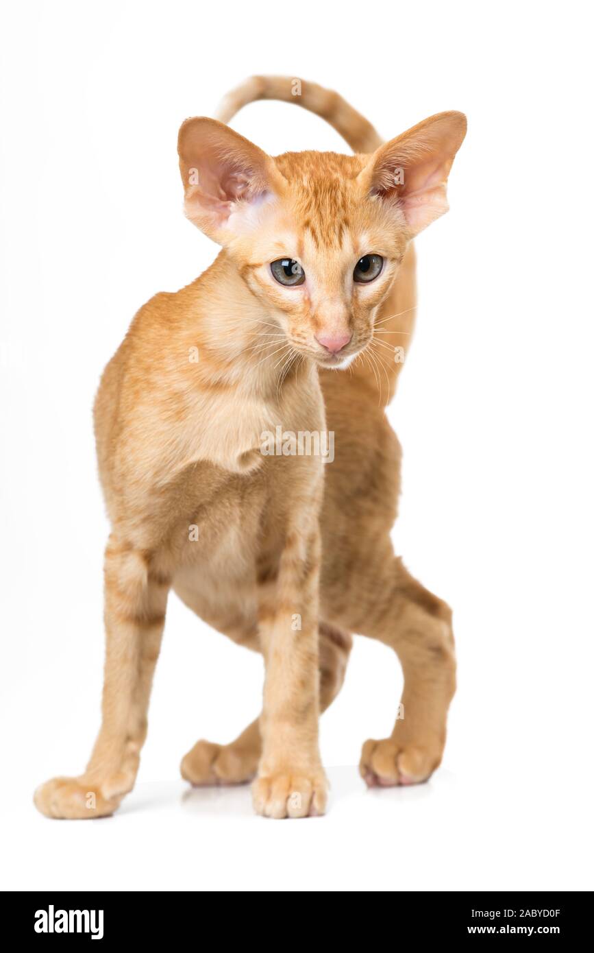 Paw red cat claws Cut Out Stock Images & Pictures - Alamy
