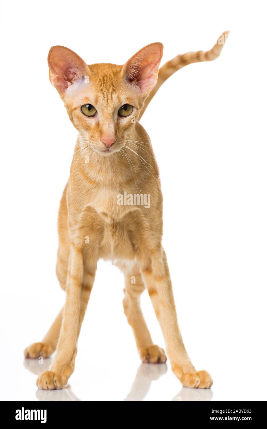 Red oriental shorthair cat isolated on a white background Stock Photo ...