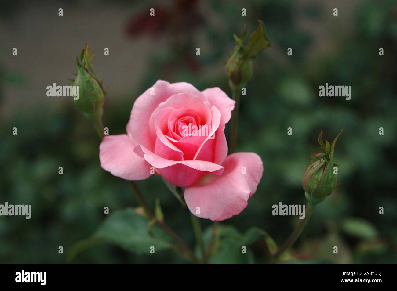 Three rose buds hi-res stock photography and images - Alamy