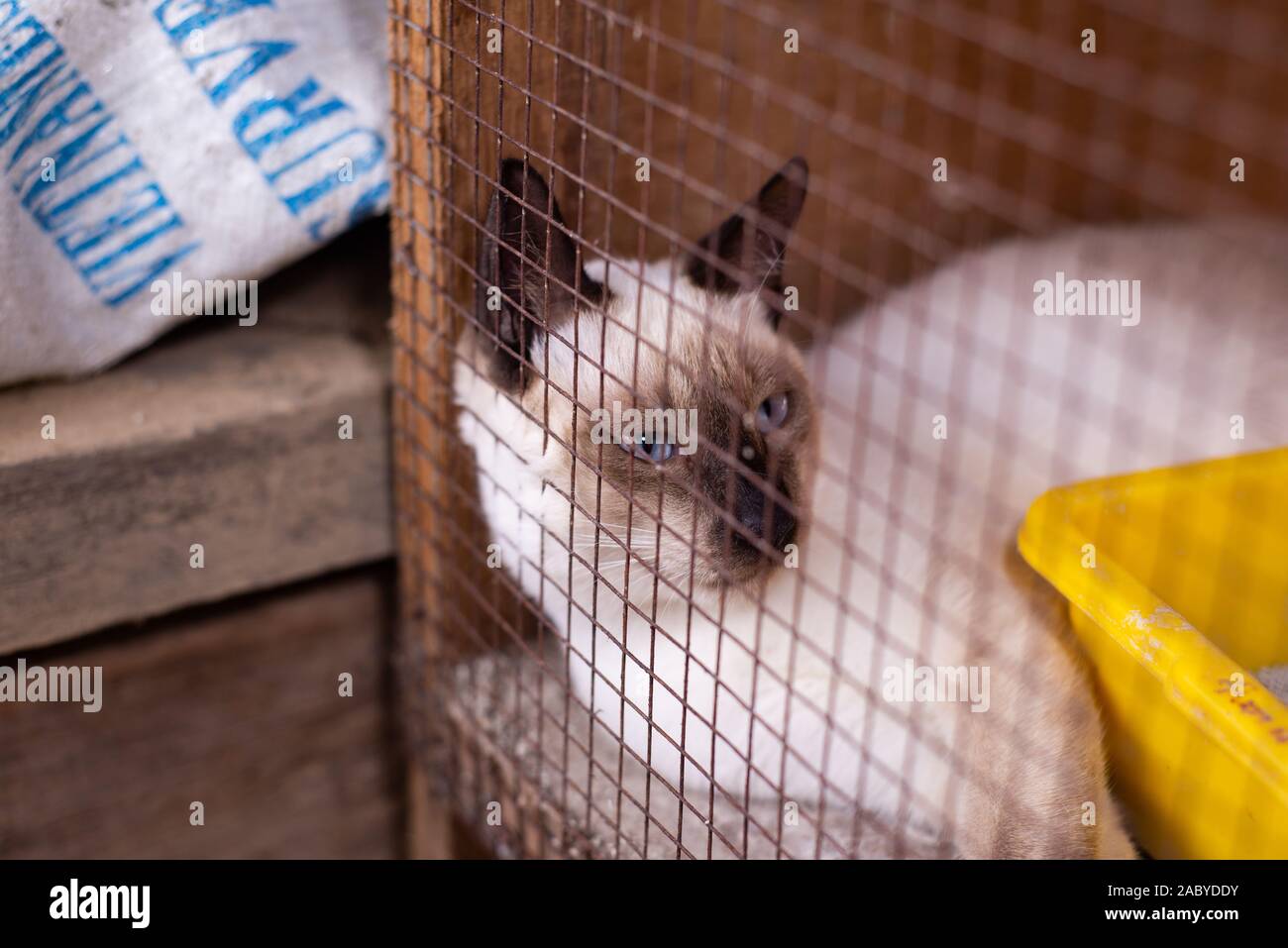 Cat inside the cage Stock Photo - Alamy