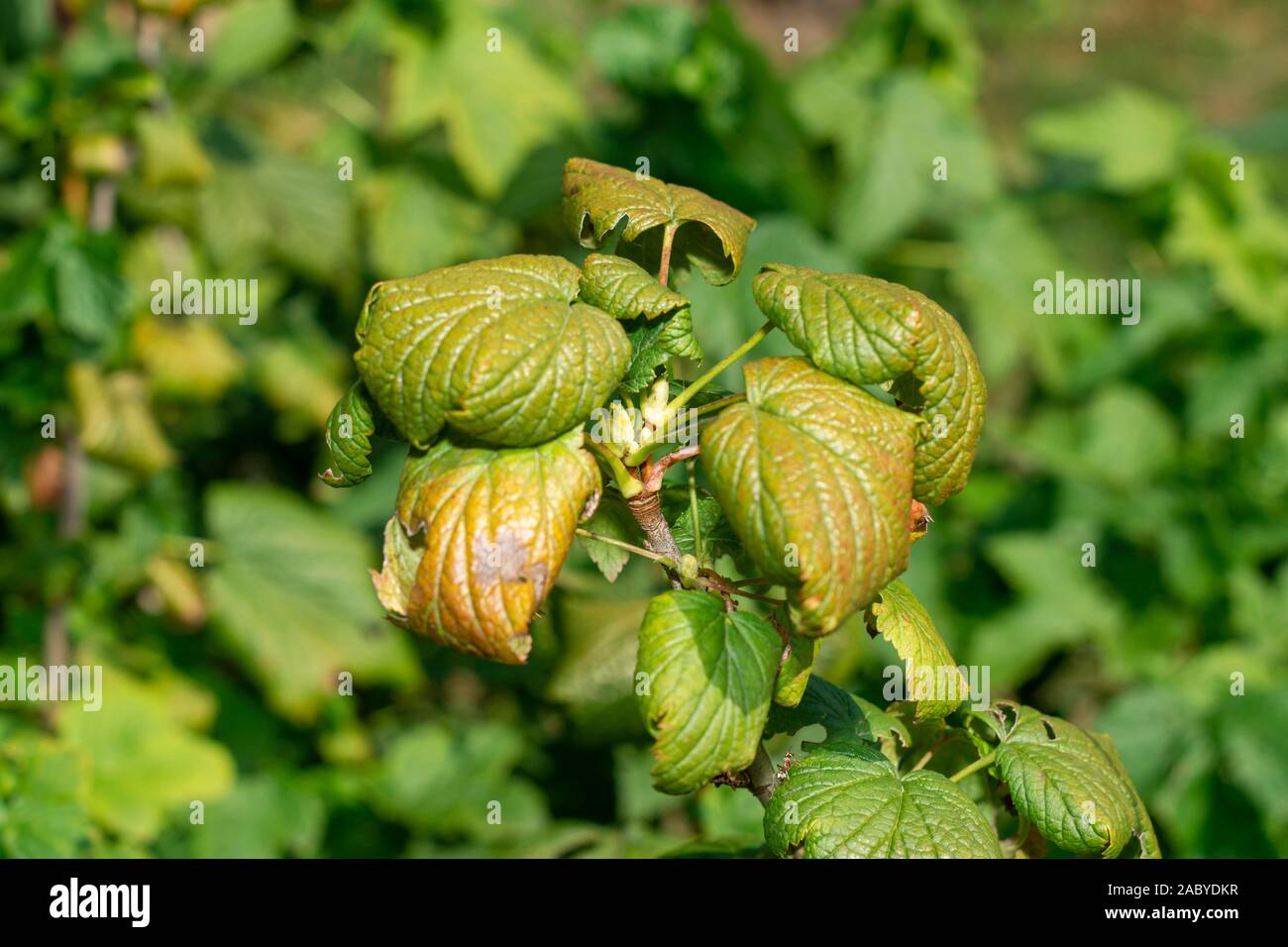 wrinkled leaves and branches currant close-up macro. Disease and Pests ...