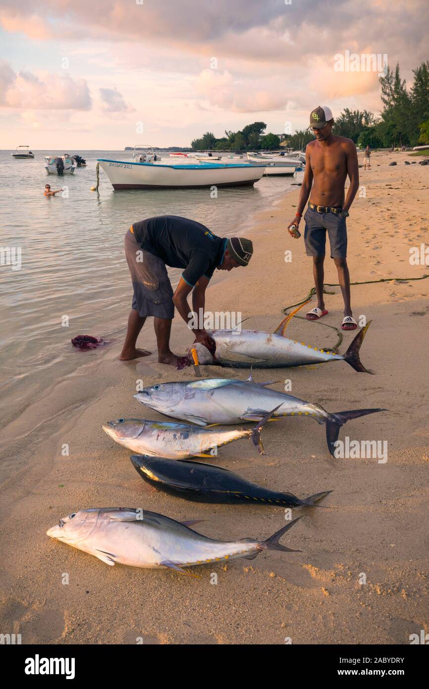 Mauritius fish hi-res stock photography and images - Alamy