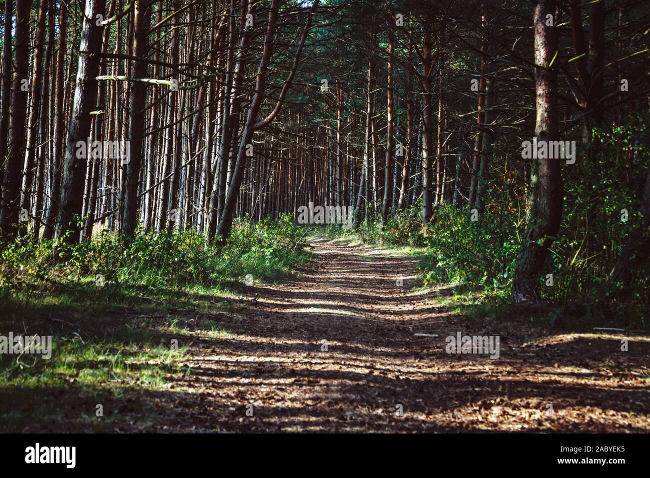 Footpath going through forest hi-res stock photography and images - Alamy