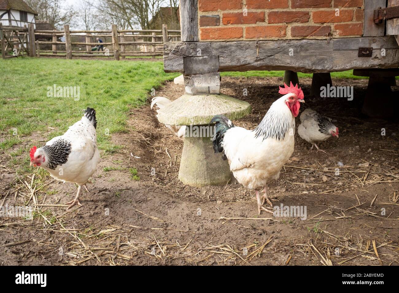 Chickens scratch around for food around the staddle stones of an old ...