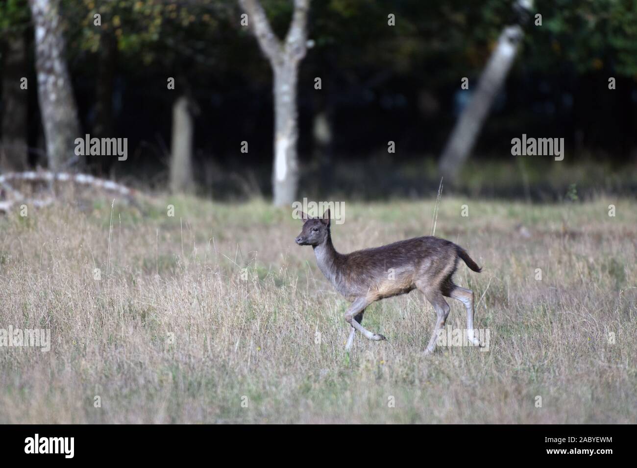 Deer damage tree hi-res stock photography and images - Alamy