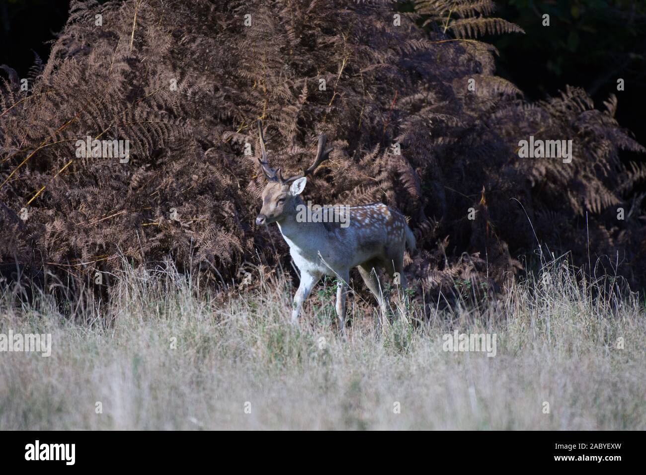 Fast buck hi-res stock photography and images - Alamy