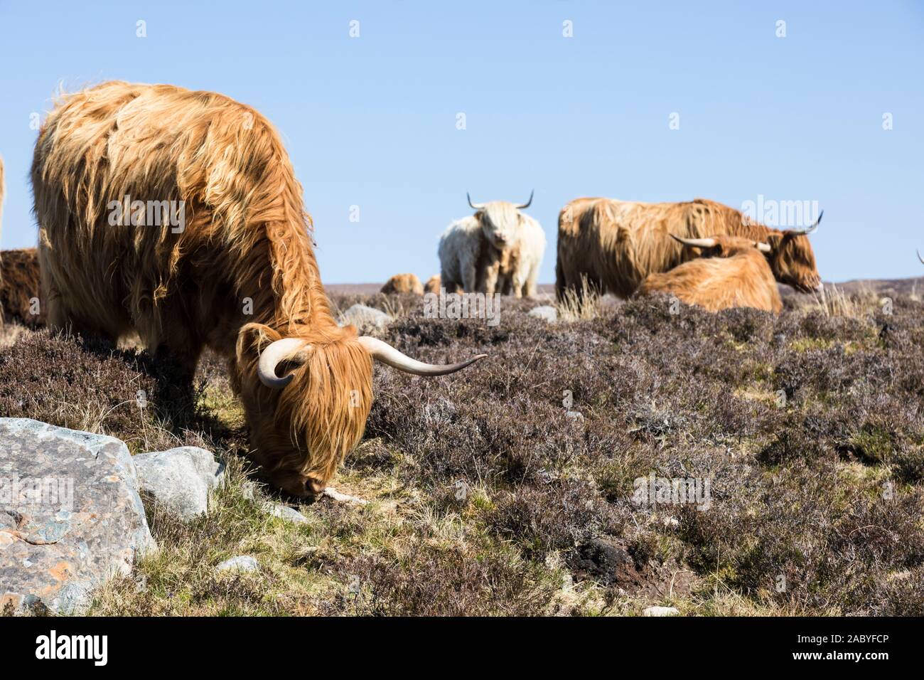 Scotland highland cow heather hi-res stock photography and images - Alamy