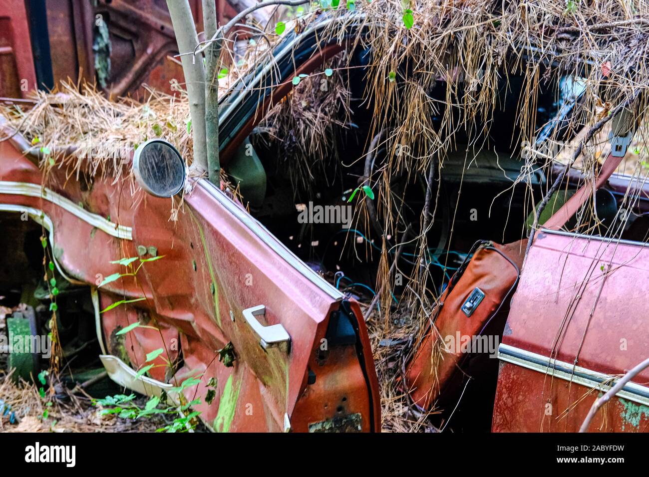 Crushed Red Car Covered in Pine STraw in a Junkyard Stock Photo - Alamy