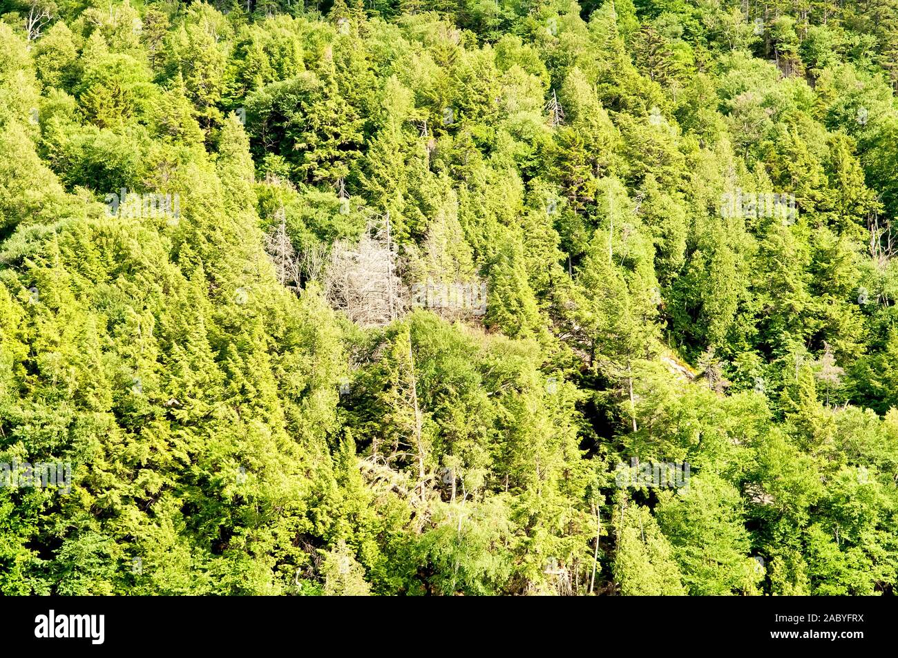Tree density ecosystem hi-res stock photography and images - Alamy