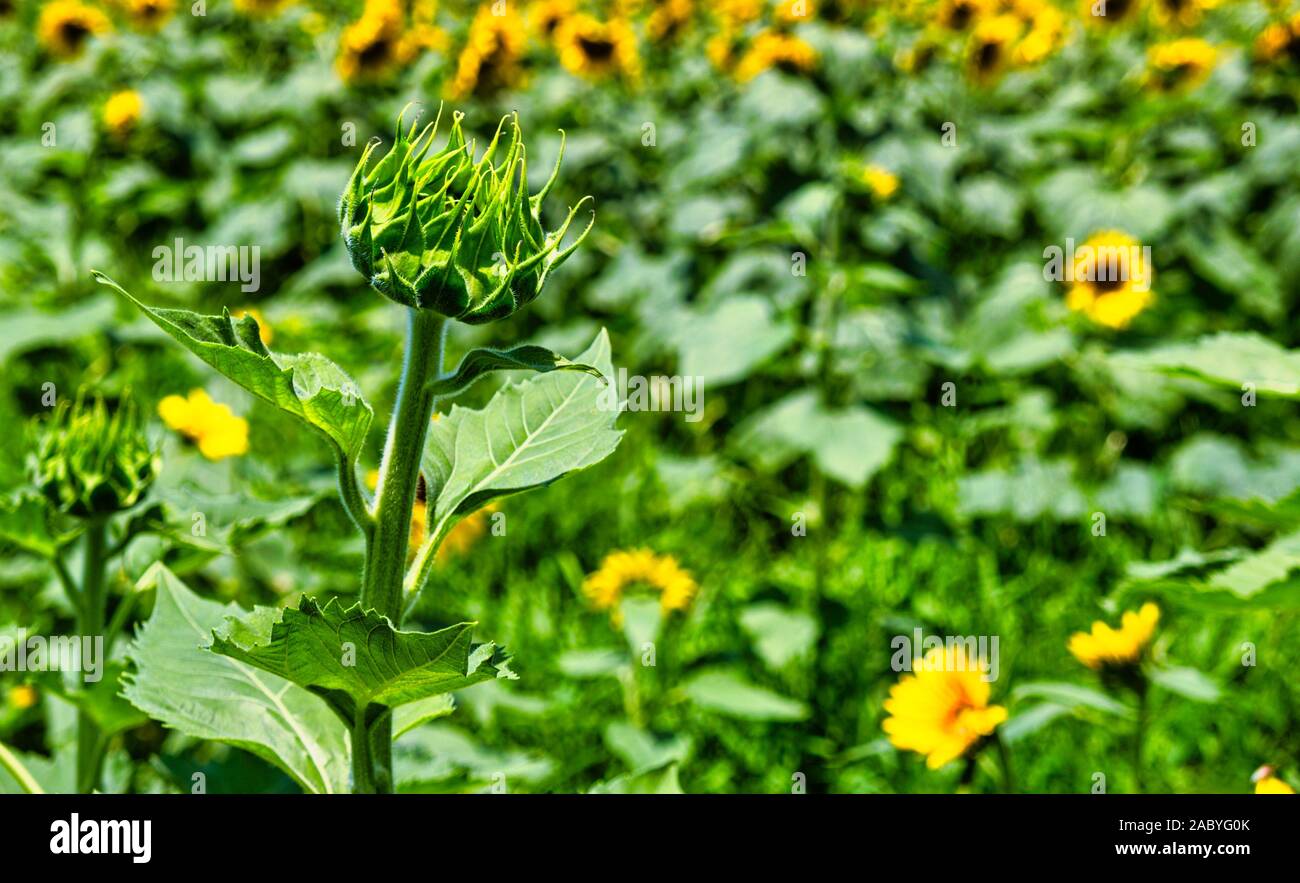 An image from a beutiful summer field full of bright yellow and green ...
